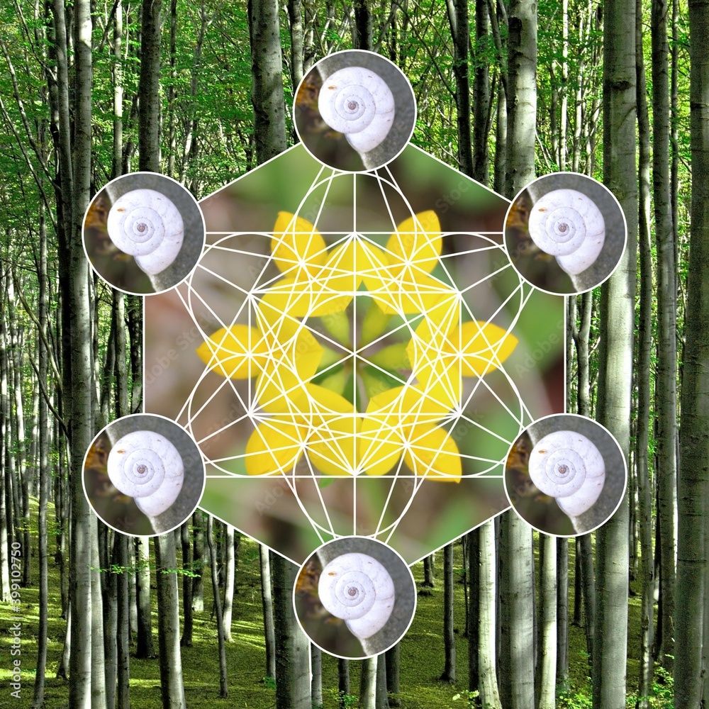 Sacred Geometry in Nature - Forest, snail shell, flower & Metatron's ...