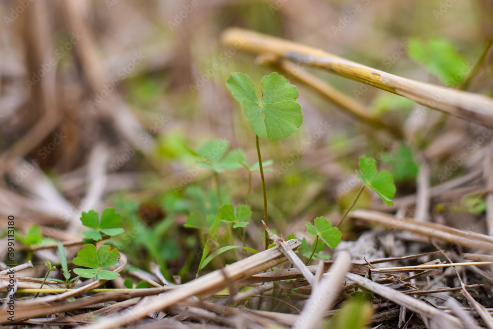 Marsilea is a genus of approximately 65 species of aquatic ferns of the family Marsileaceae ...