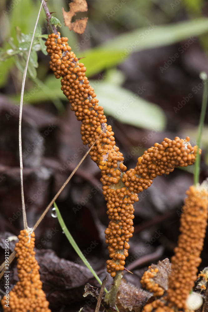 Leocarpus fragilis insect egg slime mold are yellow or orange organisms ...