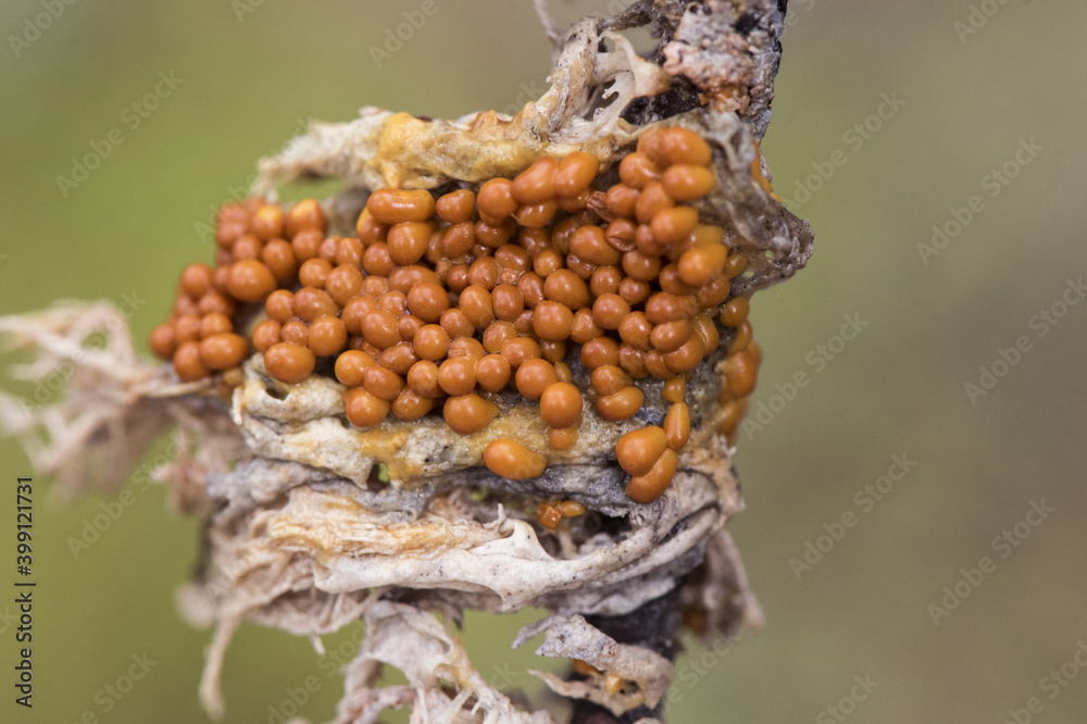 Leocarpus fragilis insect egg slime mold are yellow or orange organisms ...