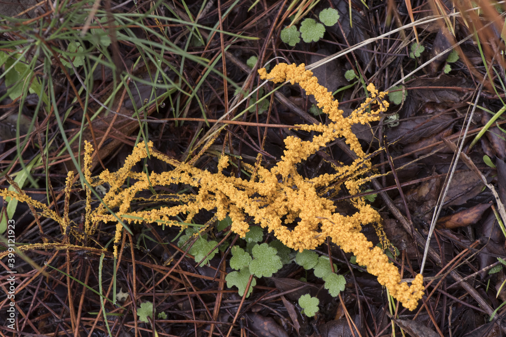 Leocarpus fragilis insect egg slime mold are yellow or orange organisms ...