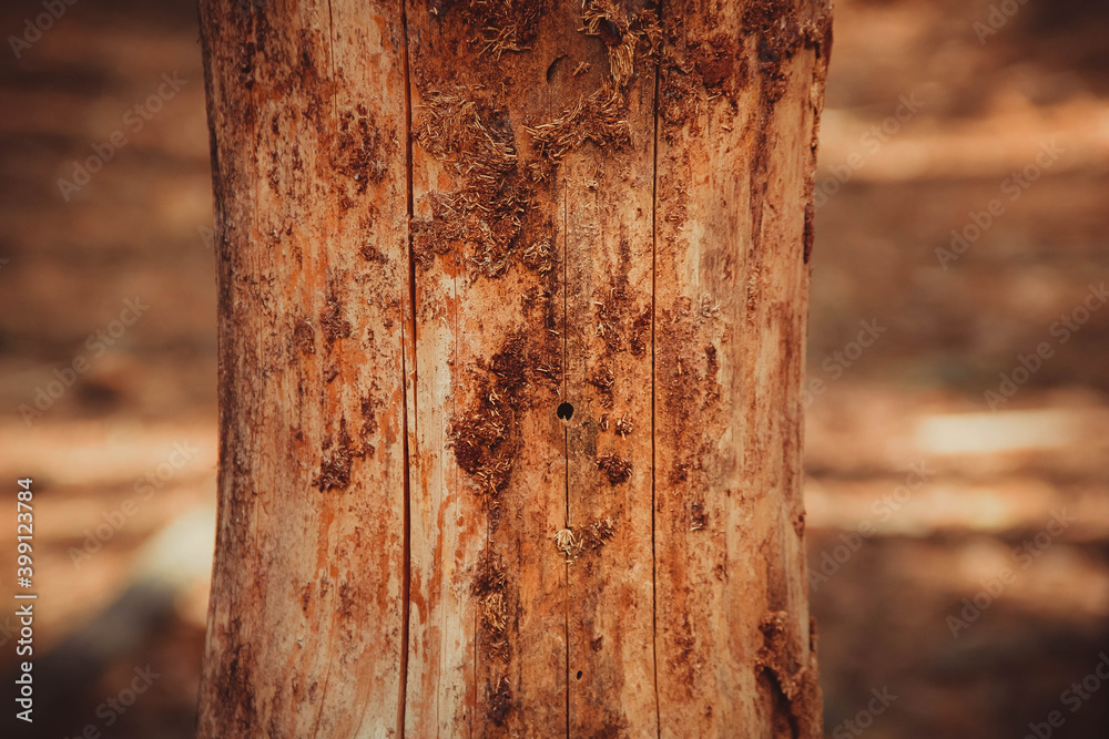 rotten trunk of a pine tree without bark close-up on the background of ...