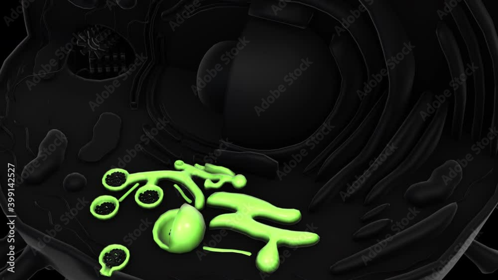 Human Cell rotation - Golgi apparatus - 3d animation model on a black ...