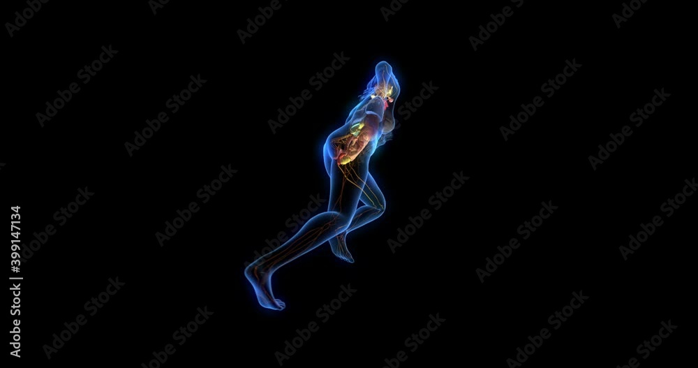 Human anatomy, internal organs of a human body, running position, 3d ...