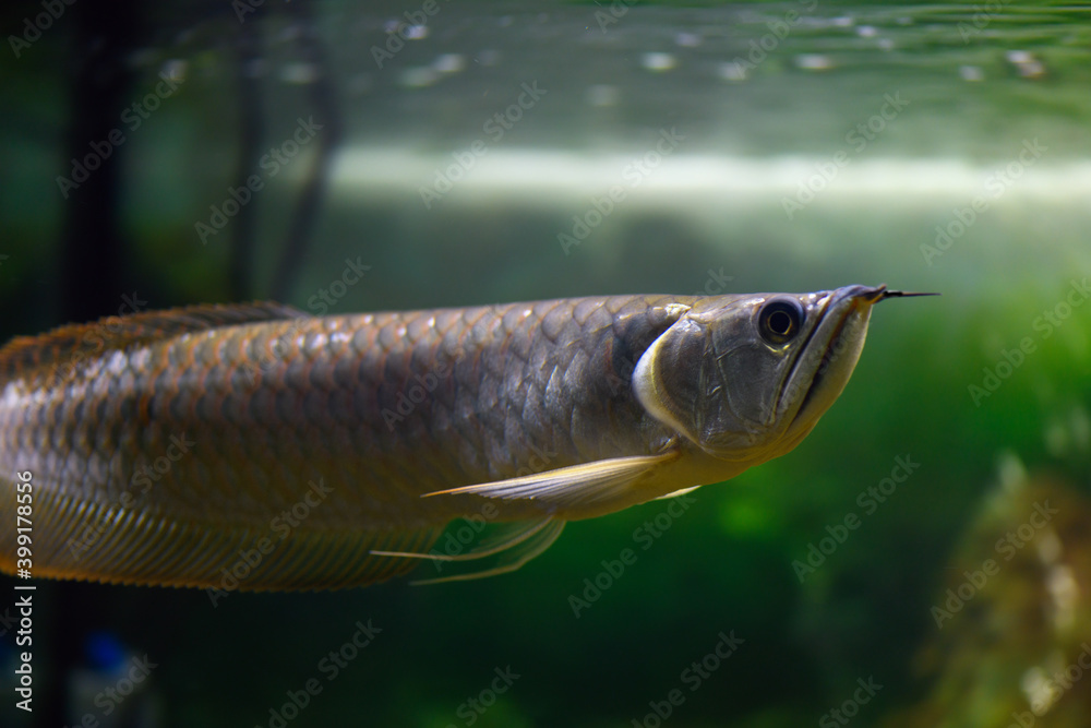 .Arowana fish. Aravana fish in the aquarium. Fish swim in the aquarium ...