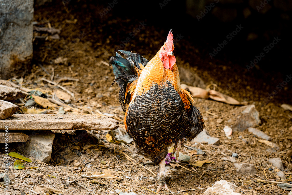 Vietnamese rooster on blur background Stock Photo | Adobe Stock