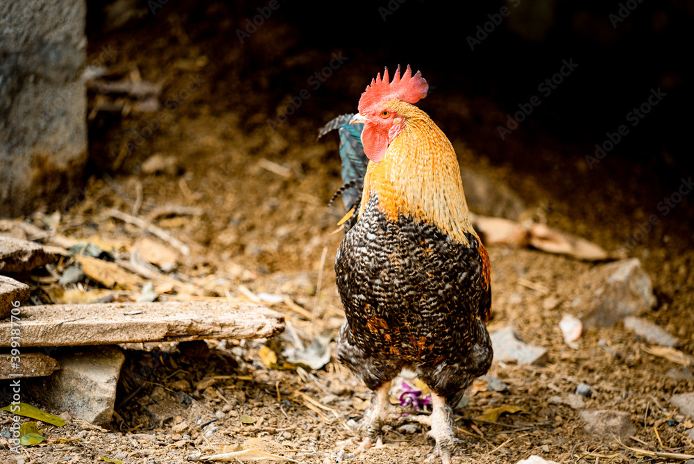 Vietnamese rooster on blur background Stock Photo | Adobe Stock