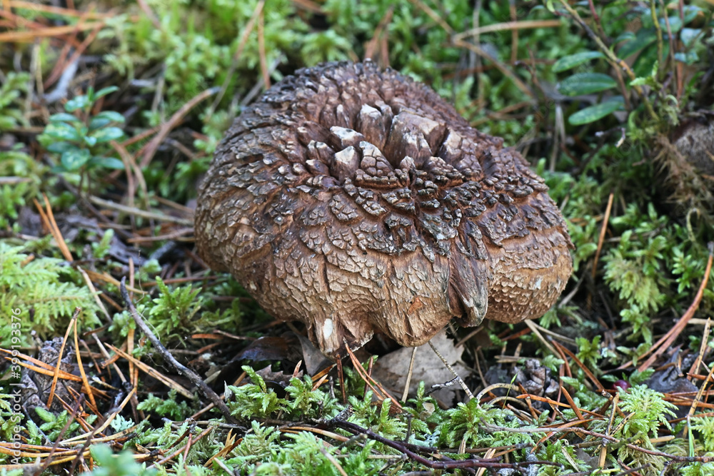 Sarcodon aff. scabrosus, known as Bitter Tooth fungus, wild mushroom ...