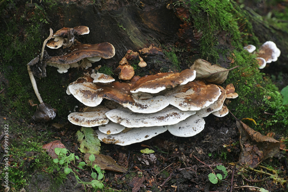 Bjerkandera fumosa, known also as Polyporus fumosus and Leptoporus ...