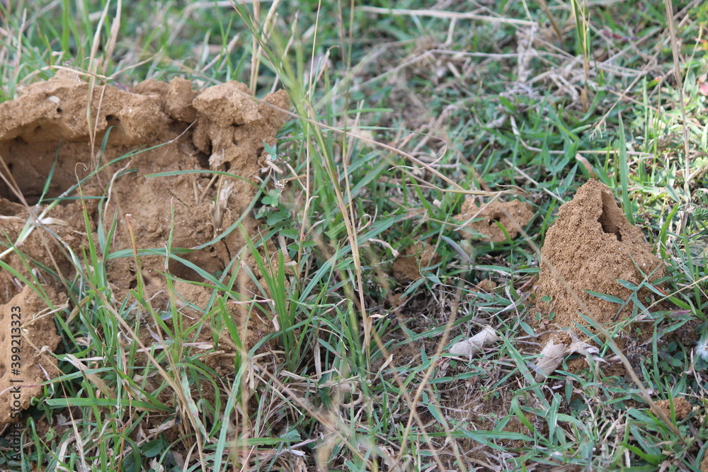 picture of a snake house made up of red colored mud or soil.indian ...