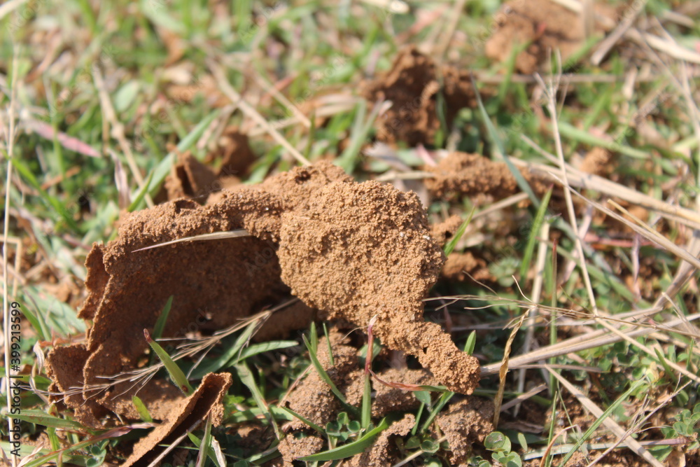 picture of a snake house made up of red colored mud or soil.indian ...