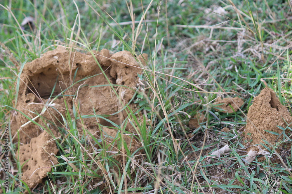 picture of a snake house made up of red colored mud or soil.indian ...