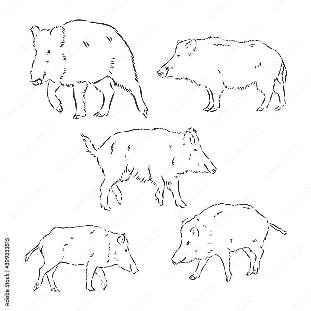 Wild boar, vector hand-drawn modern illustration. wild boar vector ...