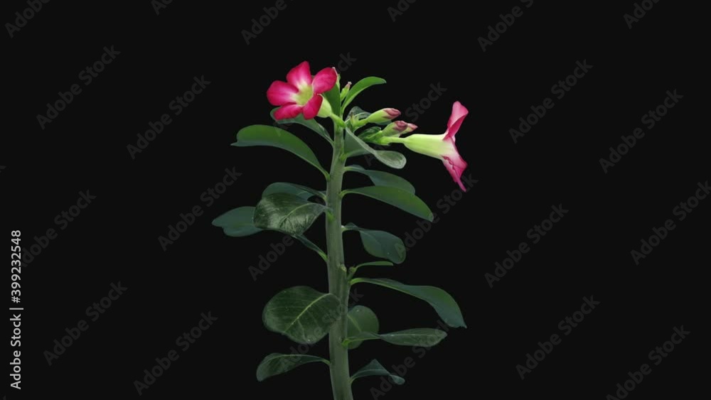 Time-lapse of growing and opening Adenium flower 8a3 in RGB + ALPHA ...