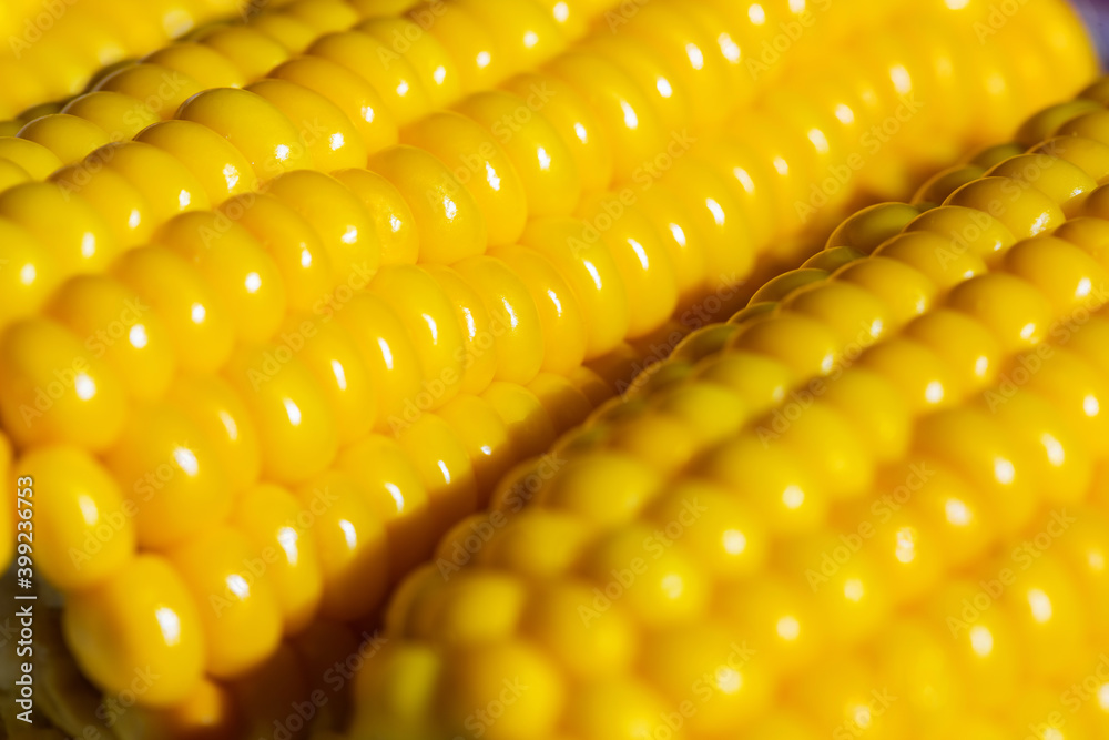 Corn studio shot. Ear and grain close-up. Bright golden corn in ...