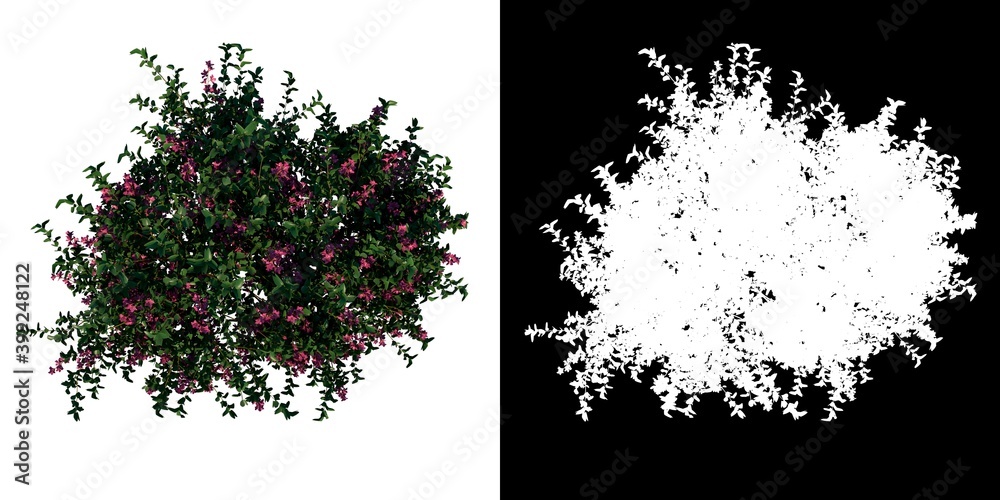 Top view tree (Young Hong Kong orchid tree 3) white background alpha ...