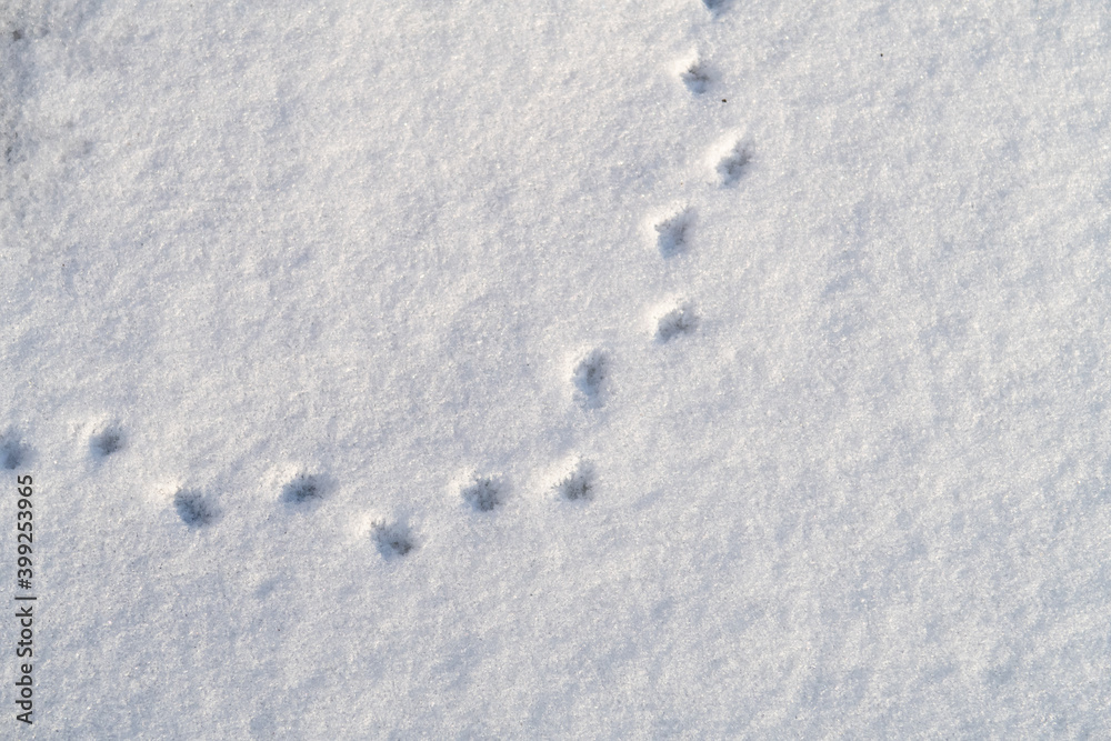 Mouse footprints in the snow, a chain of footprints on a thin layer of ...