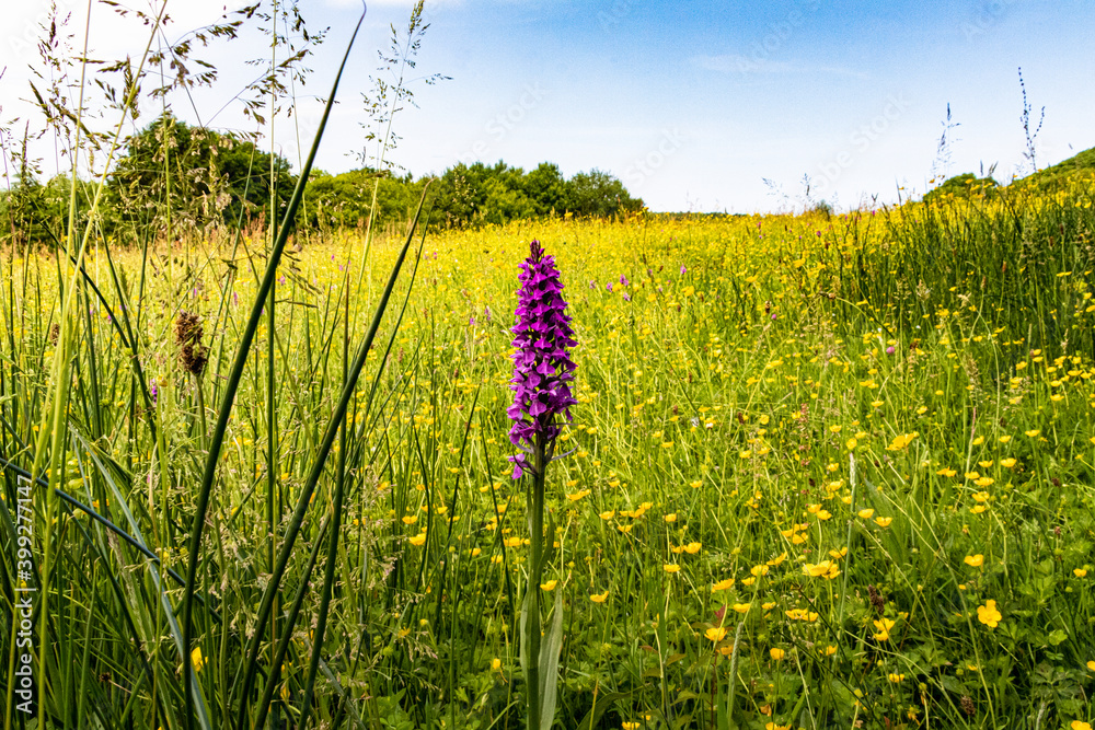 Detail of Plants in A Devon Flower Meadow in Early Summer. Buttecups ...
