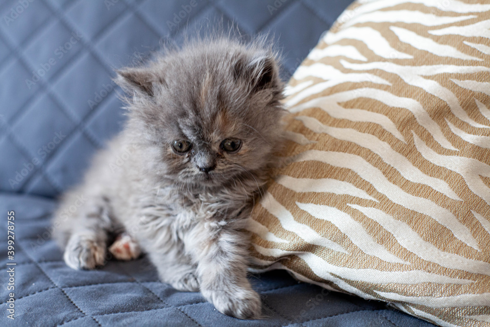 gato persa jugando con la familia ภาพถ่ายสต็อก | Adobe Stock