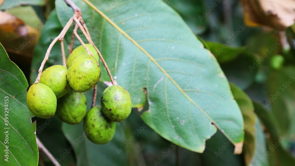 Fresh Green Myrabolan Wood. Bunch of Sherbulic Mirabolan (Terminalia ...