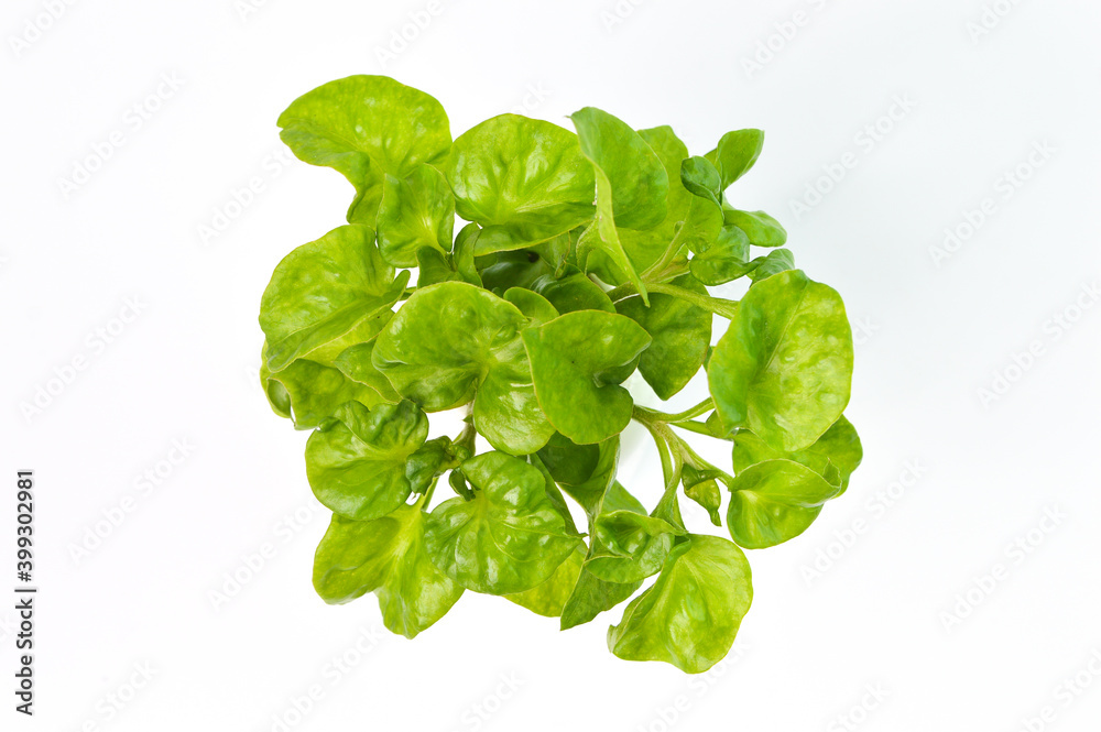 Sissoo spinach isolated on a white background, also known as Brazilian ...