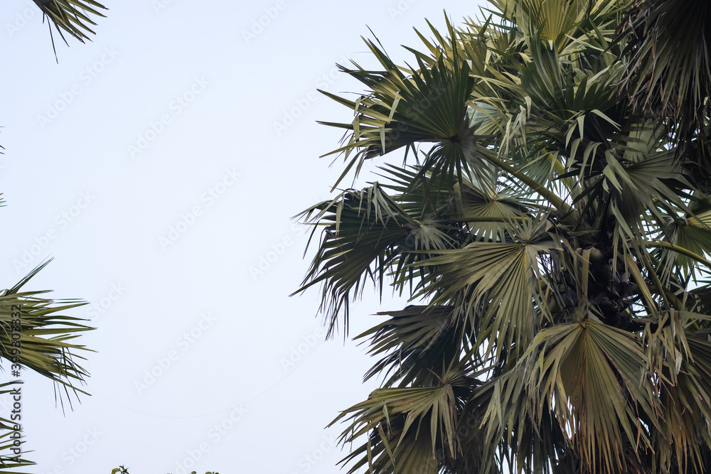 Asian Palmyra Palm or Borassus flabellifer tree close view inside the ...