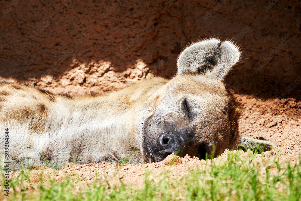Beautiful portrait of the face, ears and neck of a spotted hyena on the ...