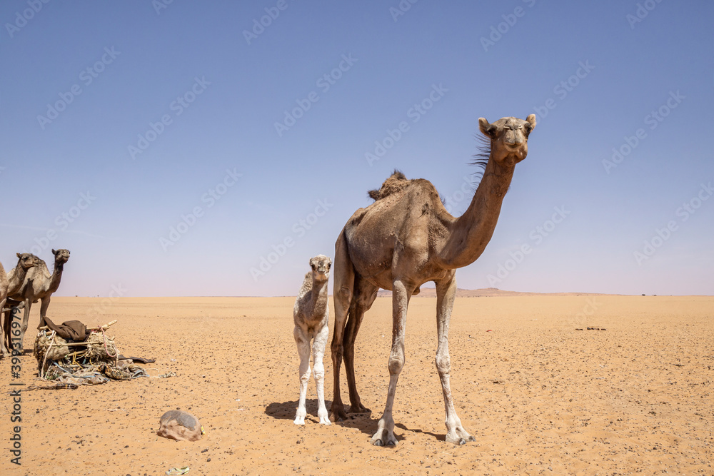 Portrait of a baby camel and his mother in the desert of Chad Stock ...