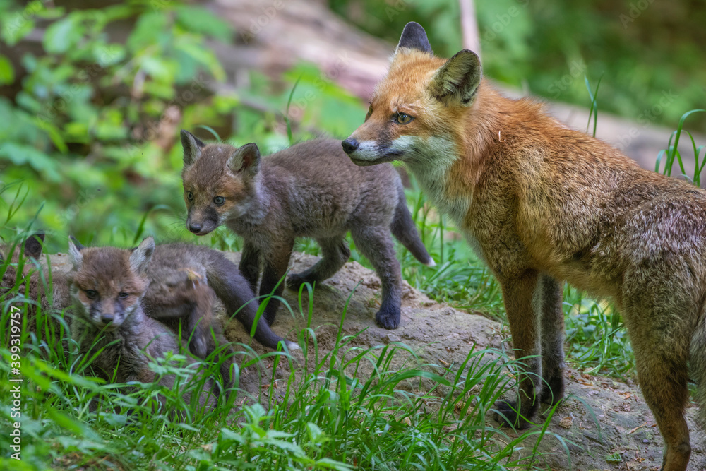 Rotfuchs (Vulpes vulpes) mit Jungen Stock Photo | Adobe Stock