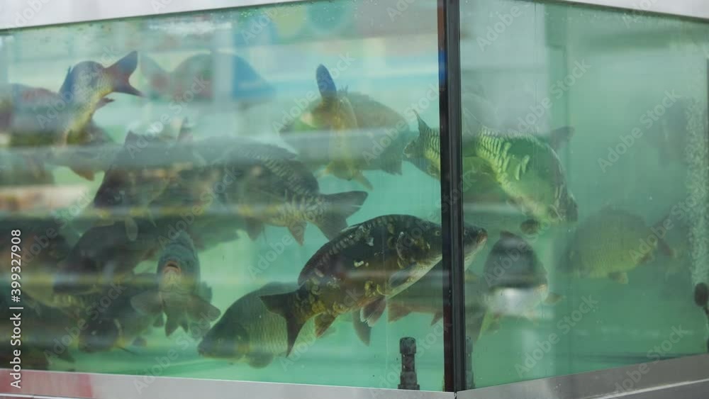 Live fish swimming in big aquarium in supermarket. Fresh carps for sale ...