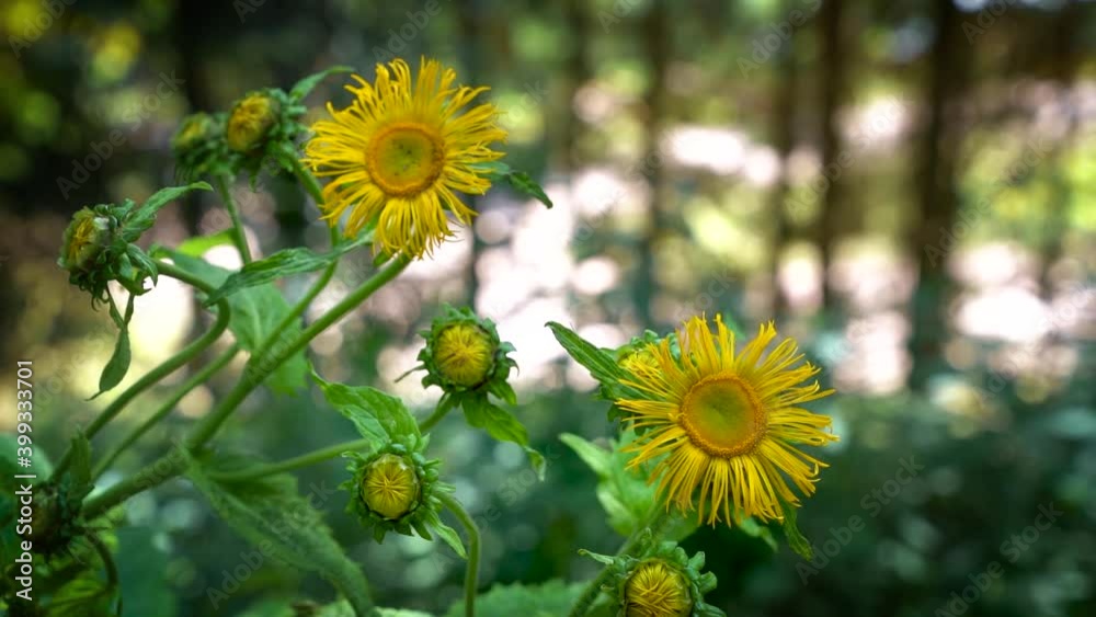 Wilde gelbe Blumen in Nahaufnahme im Wald, aufgenommen im Schwarzwald ...