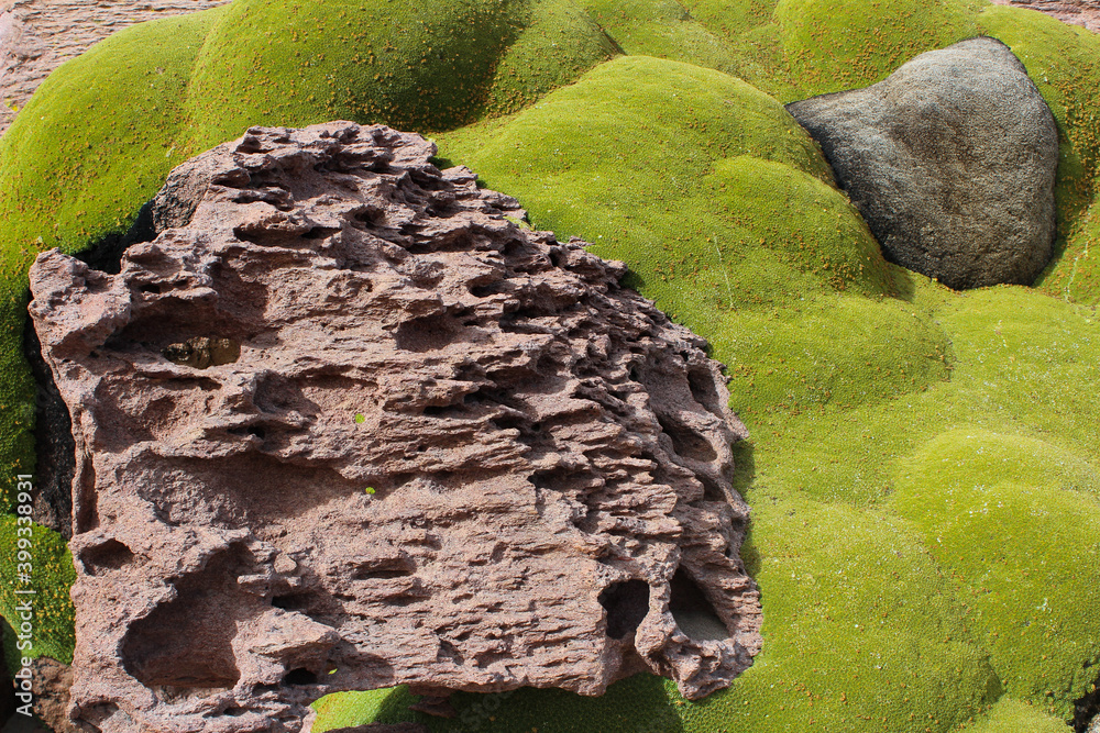 Yareta (Azorella compacta) is a plant endemic to South America. It is ...