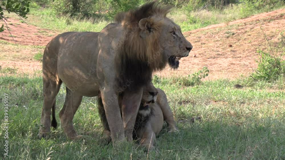 Brother lions interacting under tree shade on hot summers day. Gimbal, zoom out vídeo de Stock ...