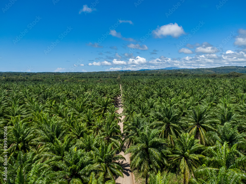 Beautiful aerial view of the African Palm tree with a rustic road in ...