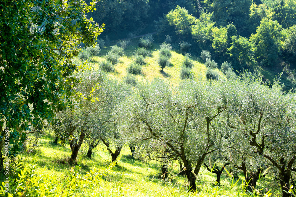 Foto de Olive tree cultivation on the hill. Newly planted trees in ...
