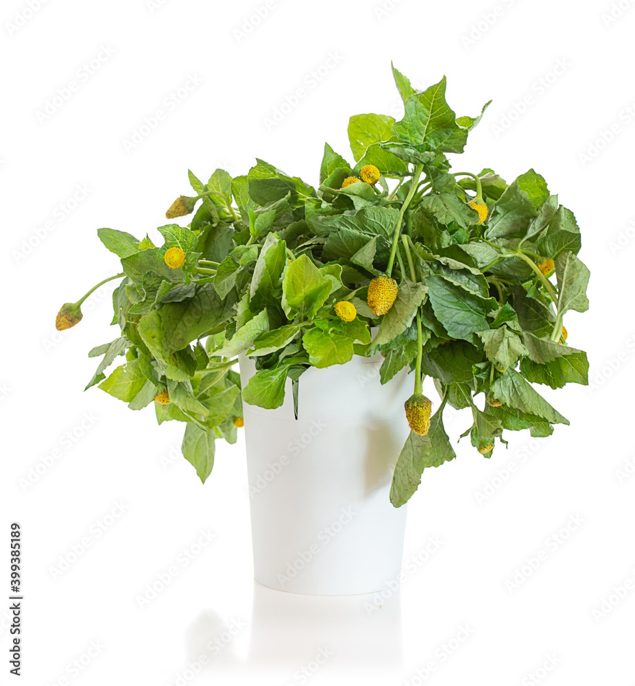 Bredes mafane (Acmella oleracea), edible leaves for Creole cuisine ...