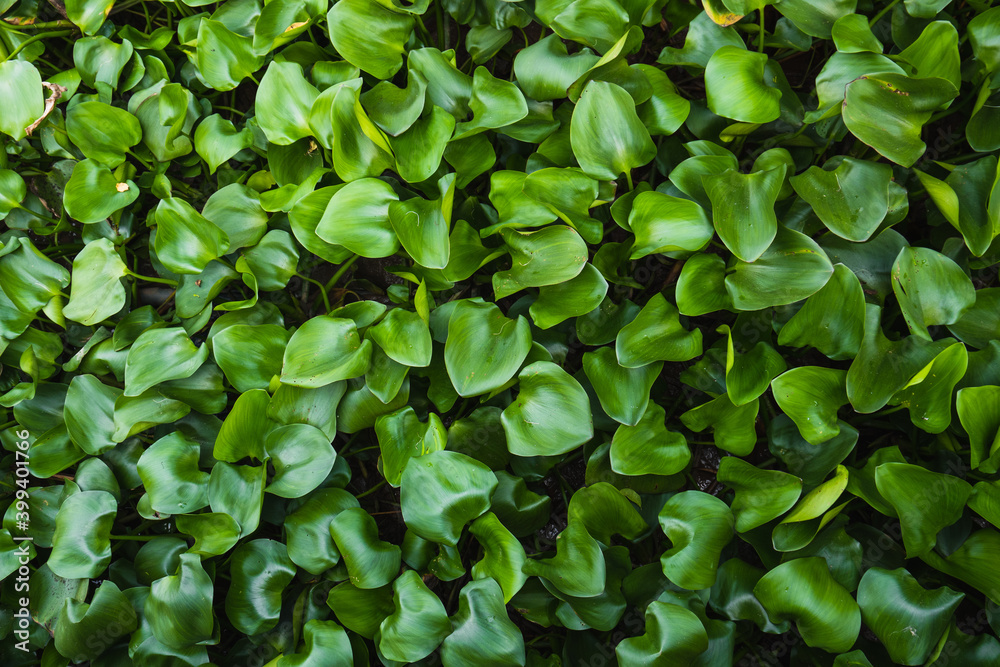 Small green leaves of plants in the ground Stock Photo | Adobe Stock
