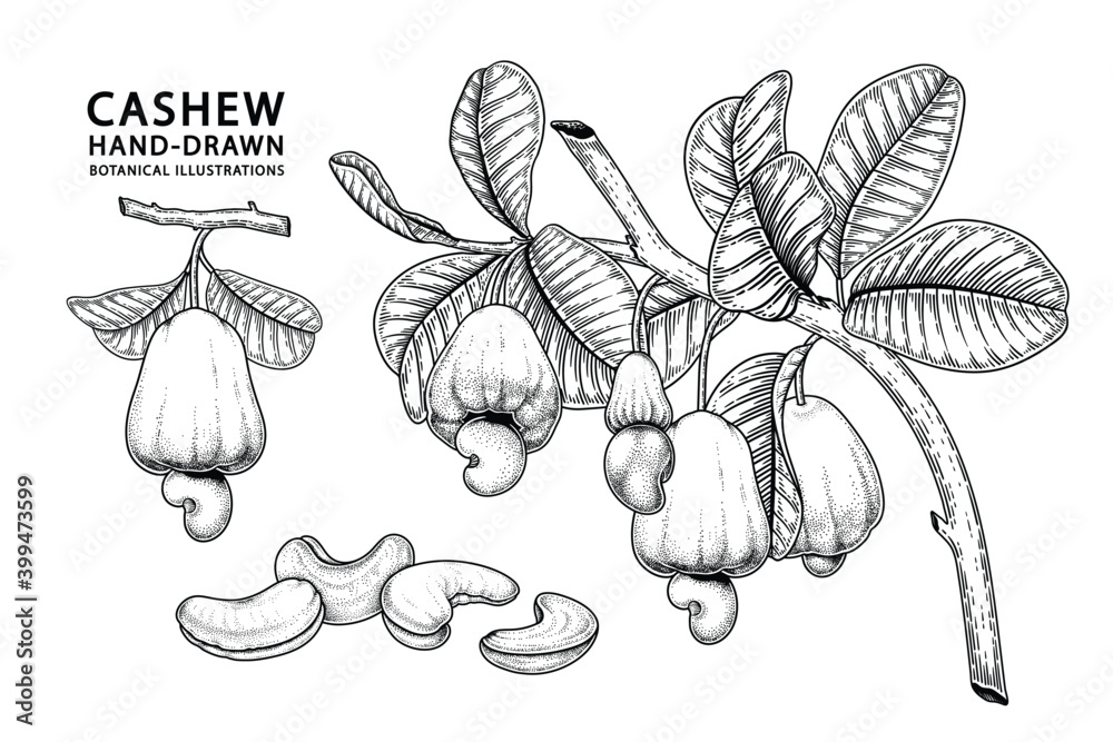 Cashew Fruit Drawing