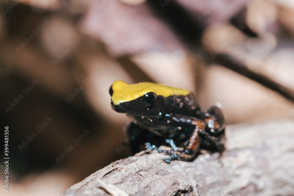 endemic frog Climbing Mantella (Mantella laevigata), species of small ...