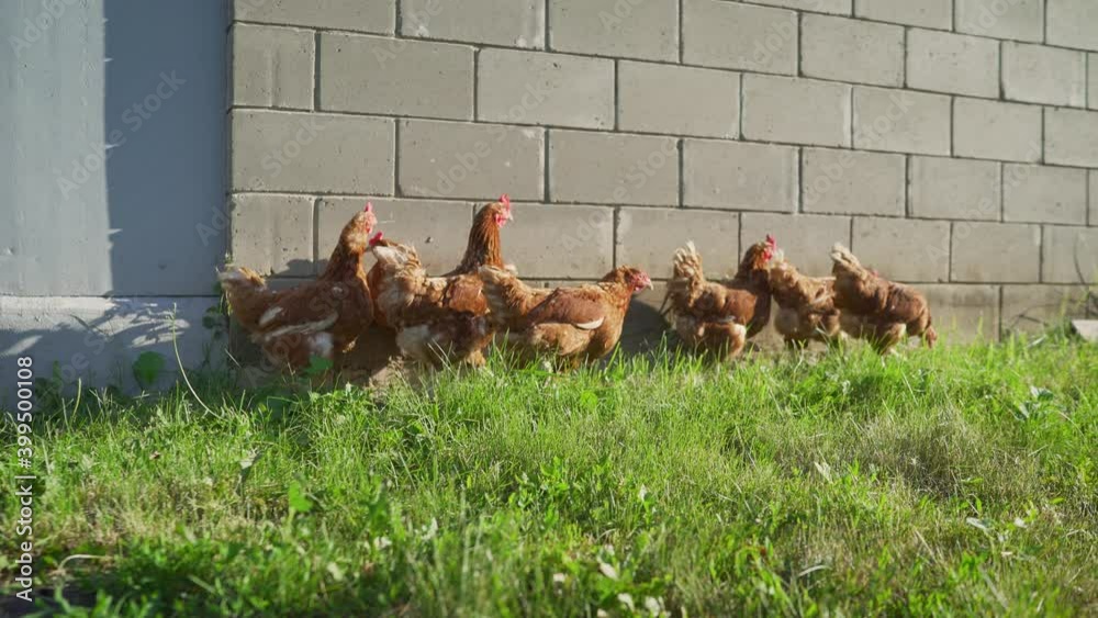 Brown chicken bird walking in the tall green grass in summer free ...