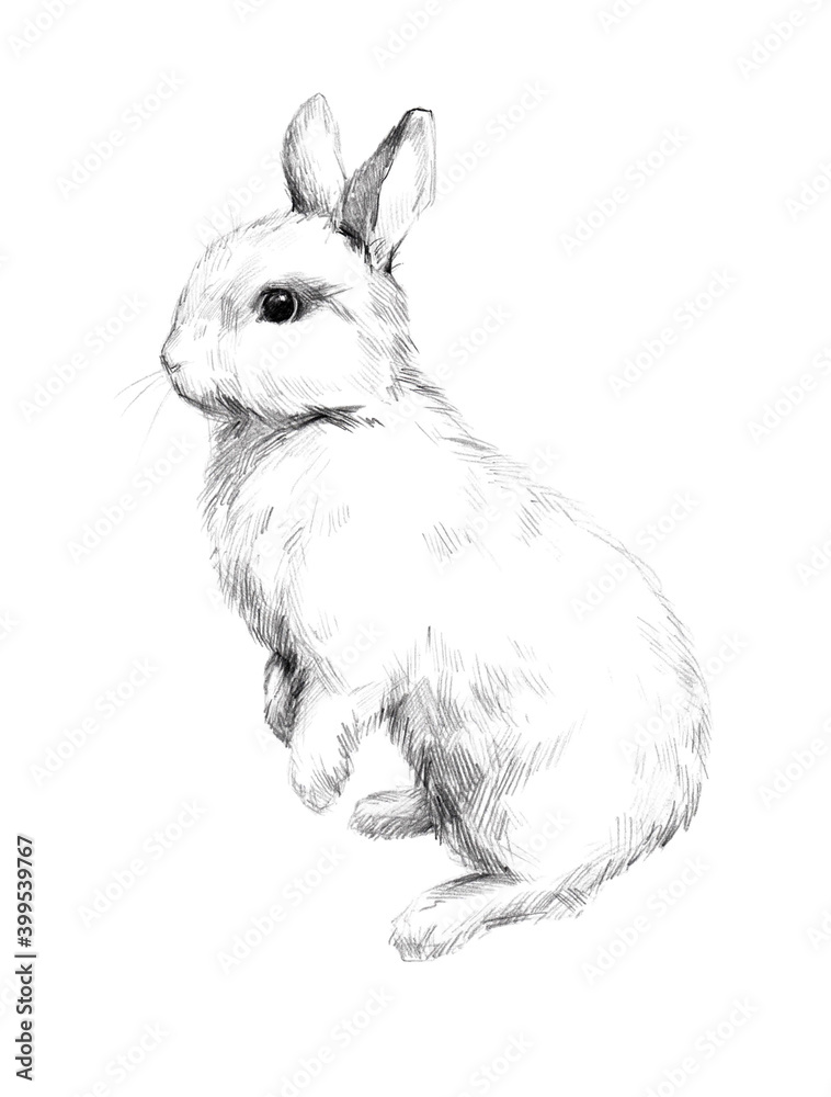 Rabbit Sketch In Pencil