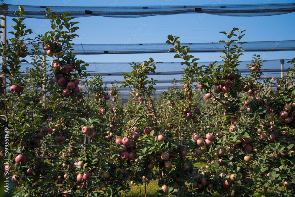 An apple orchard covered up against hail and birds. Modern apple ...