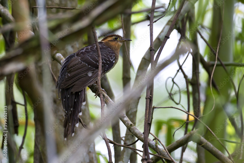 Pauwkoekoek, Pavonine Cuckoo, Dromococcyx pavoninus Stock Photo | Adobe ...
