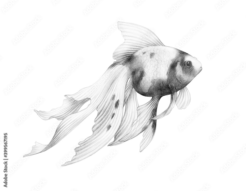 animal sketch beautiful spotted fish marine theme underwater world ...