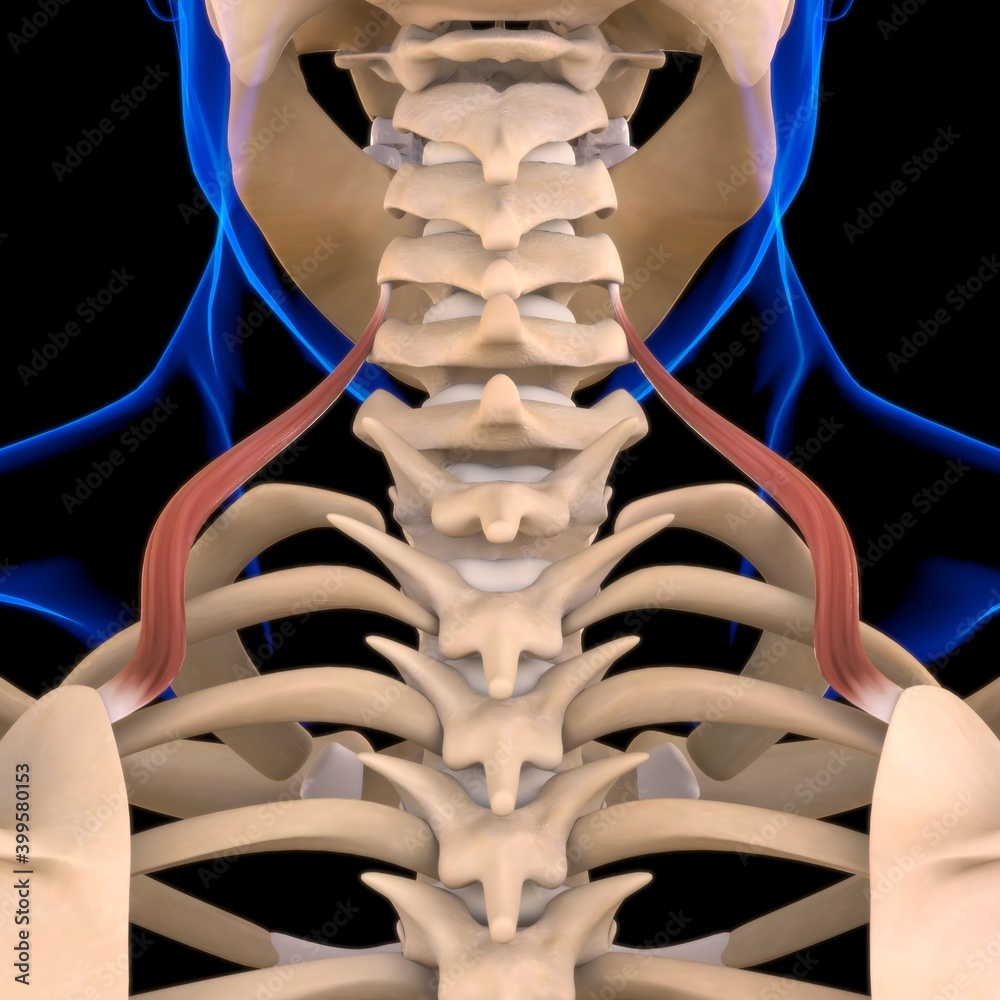 Levator Scapulae Muscle Anatomy For Medical Concept 3D ilustración de ...