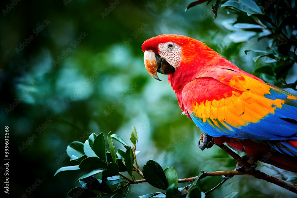 Portrait of red Ara macao, Scarlet Macaw, large colorful parrot ...