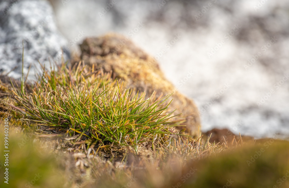Macrophoto of Deschampsia antarctica, the Antarctic hair- grass, one of ...