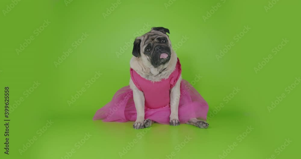 Funny, cute female pug dog dressed pink dress look like girl princess ...