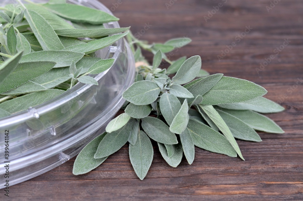 Salvia officinalis. Fresh sage herb ready to be dried in a convection ...
