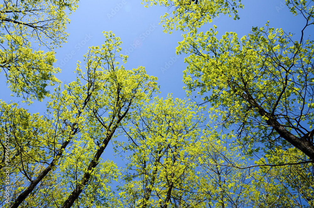 Branches on trees with fresh and young leaves. Green forest in spring ...